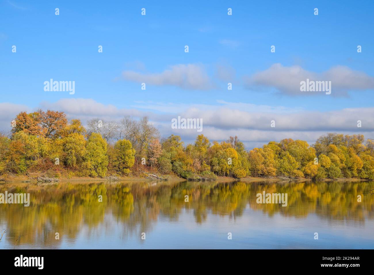 Autumn landscape. River and river bank with yellow trees. Willow and ...