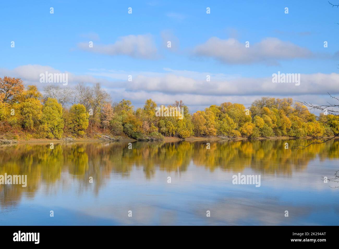 Autumn landscape. River and river bank with yellow trees. Willow and ...