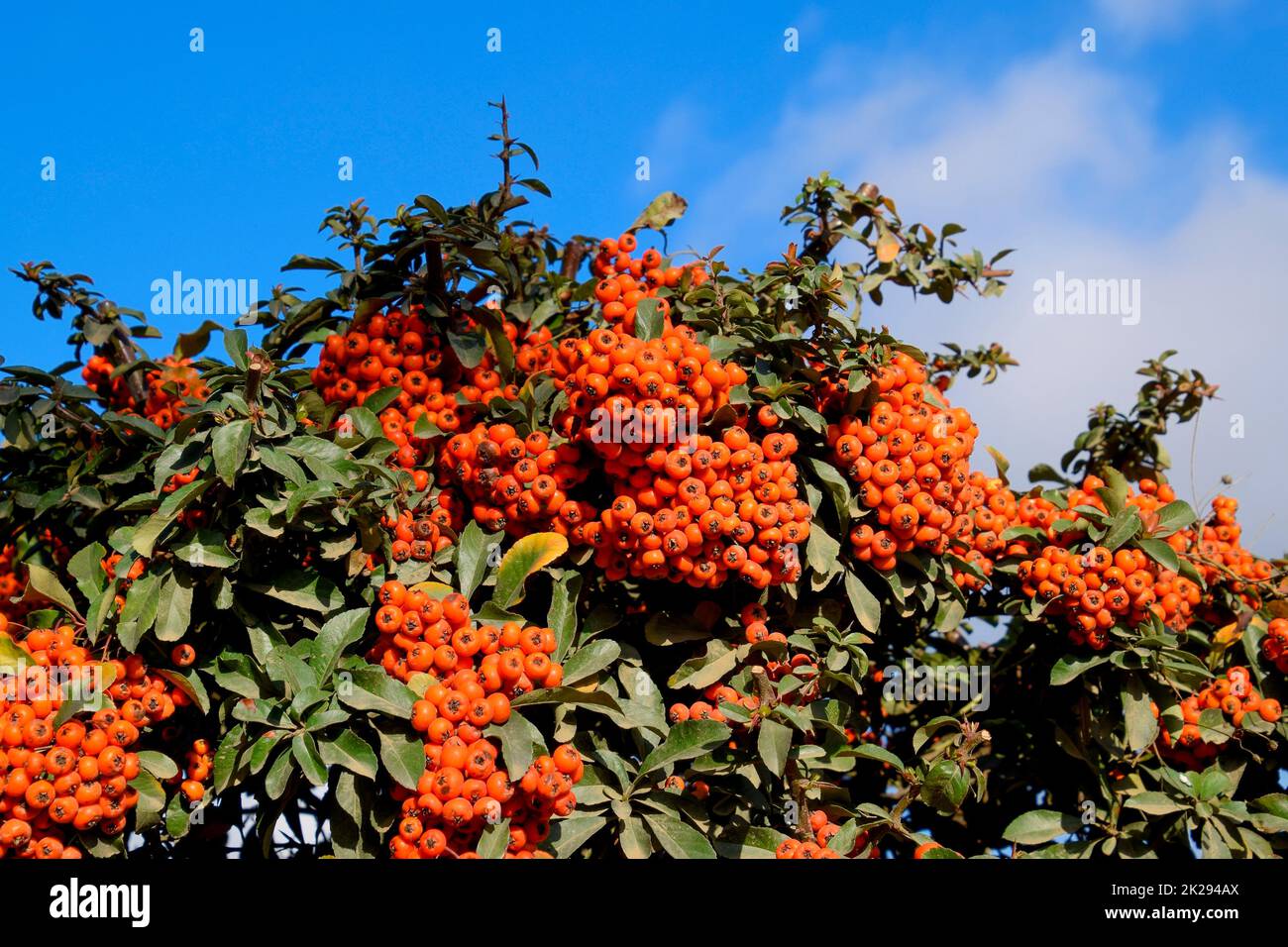 Orange autumn berries of Pyracantha with green leaves on a bush. Brush ...