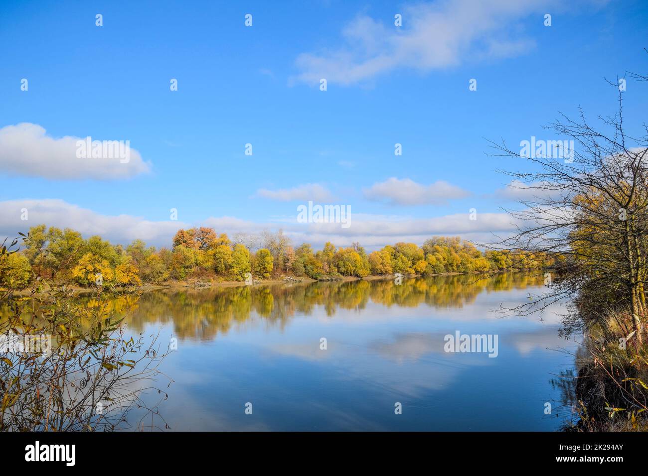 Autumn landscape. River and river bank with yellow trees. Willow and ...