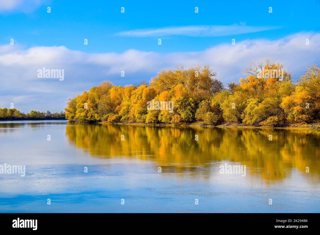 Autumn landscape. River and river bank with yellow trees. Willow and ...