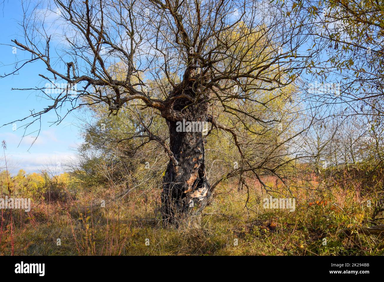 Coal in oak tree hi-res stock photography and images - Alamy