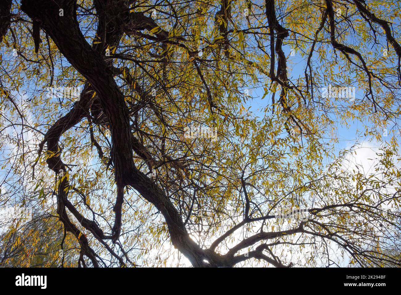 branches of willow against the sky. Yellow leaves Stock Photo - Alamy