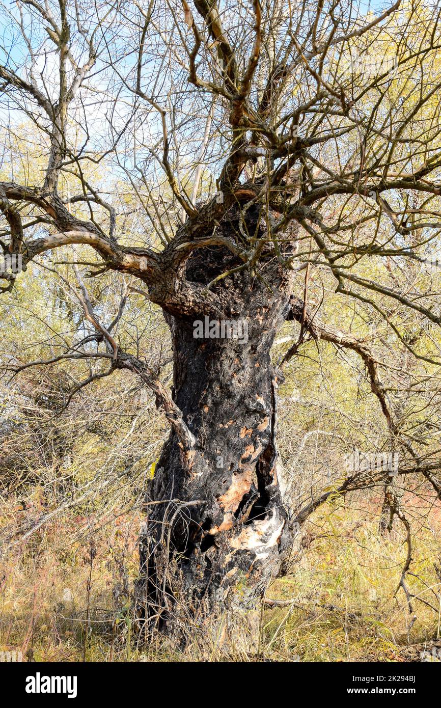 Old dead willow tree. Burnt tree bark Stock Photo - Alamy