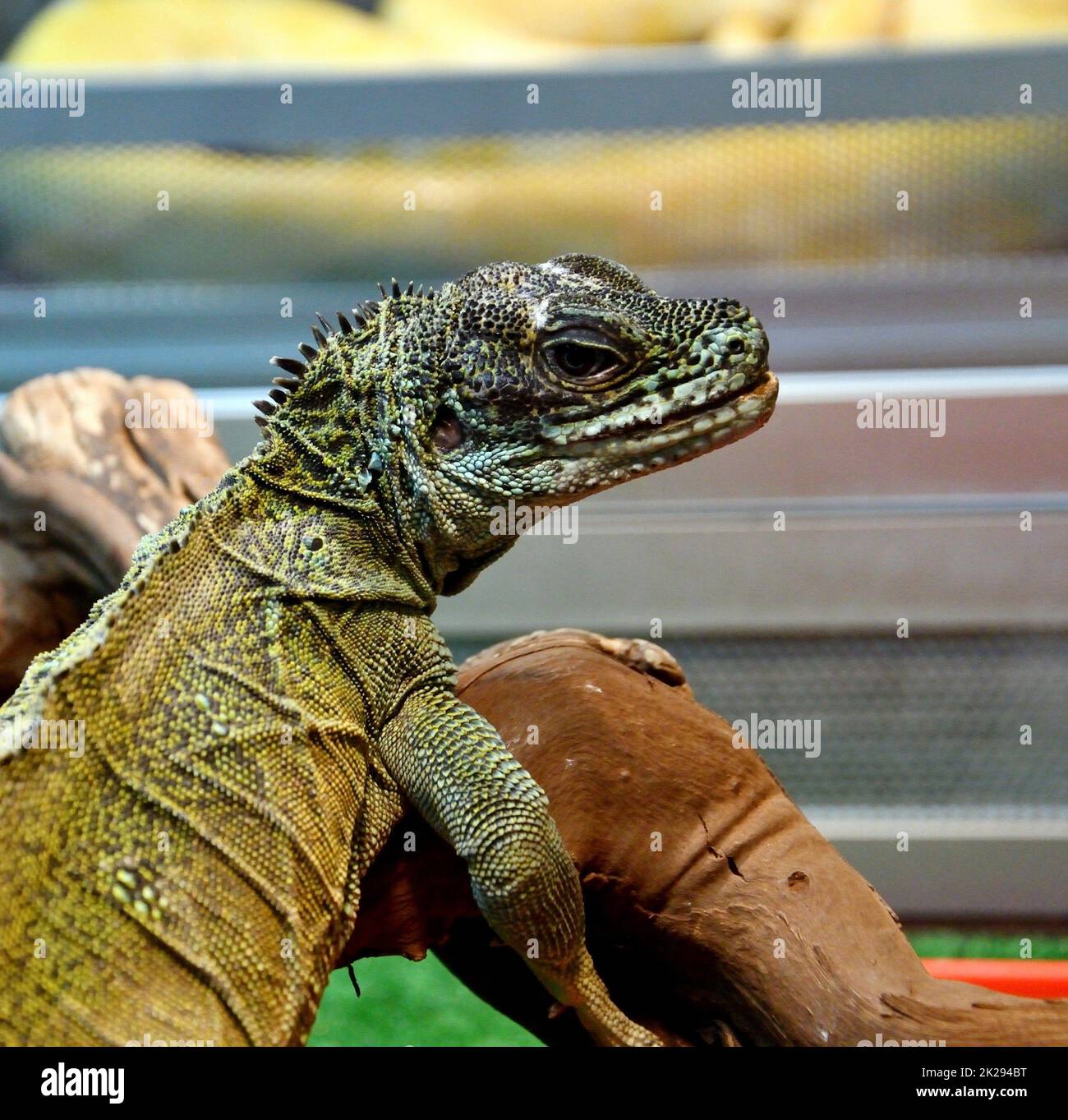 The sail lizard (Latin. Hydrosaurus) is a genus of lizards from the ...