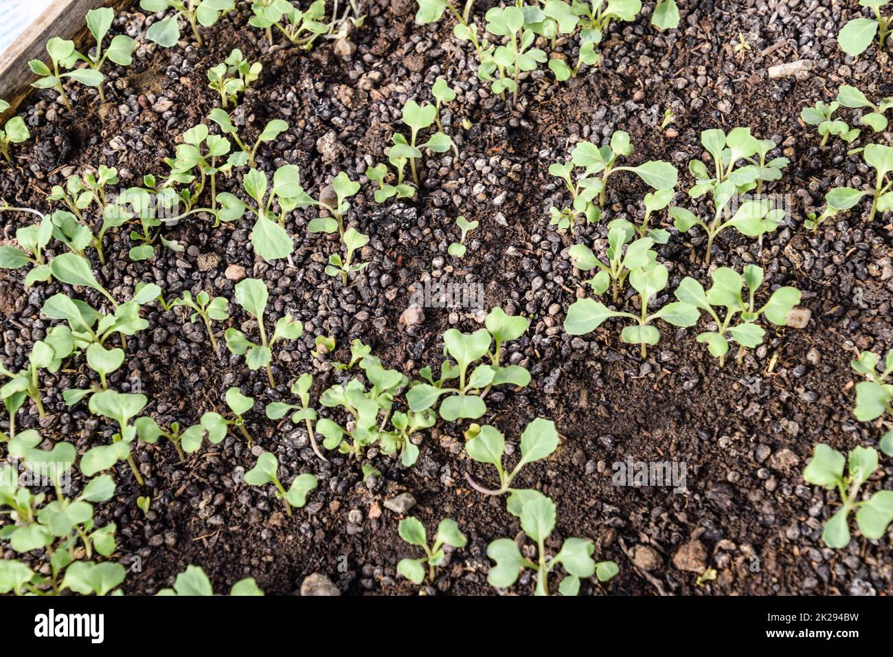 Seedlings of cabbage. Cultivation of cabbage in a greenhouse. Se Stock ...