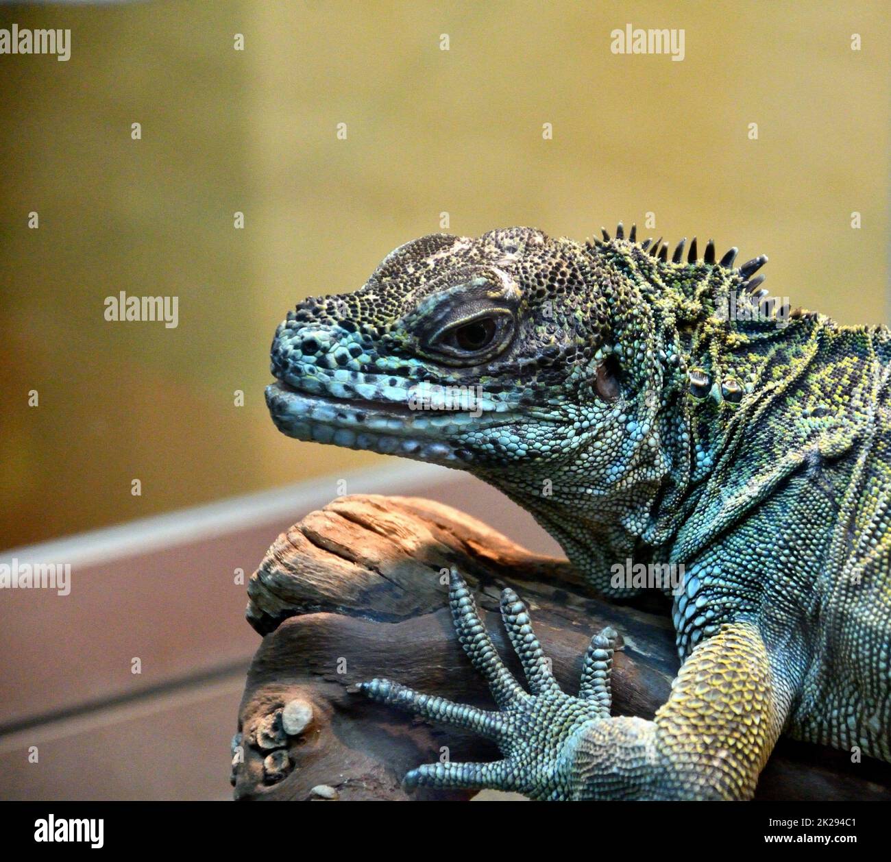 The sail lizard (Latin. Hydrosaurus) is a genus of lizards from the ...