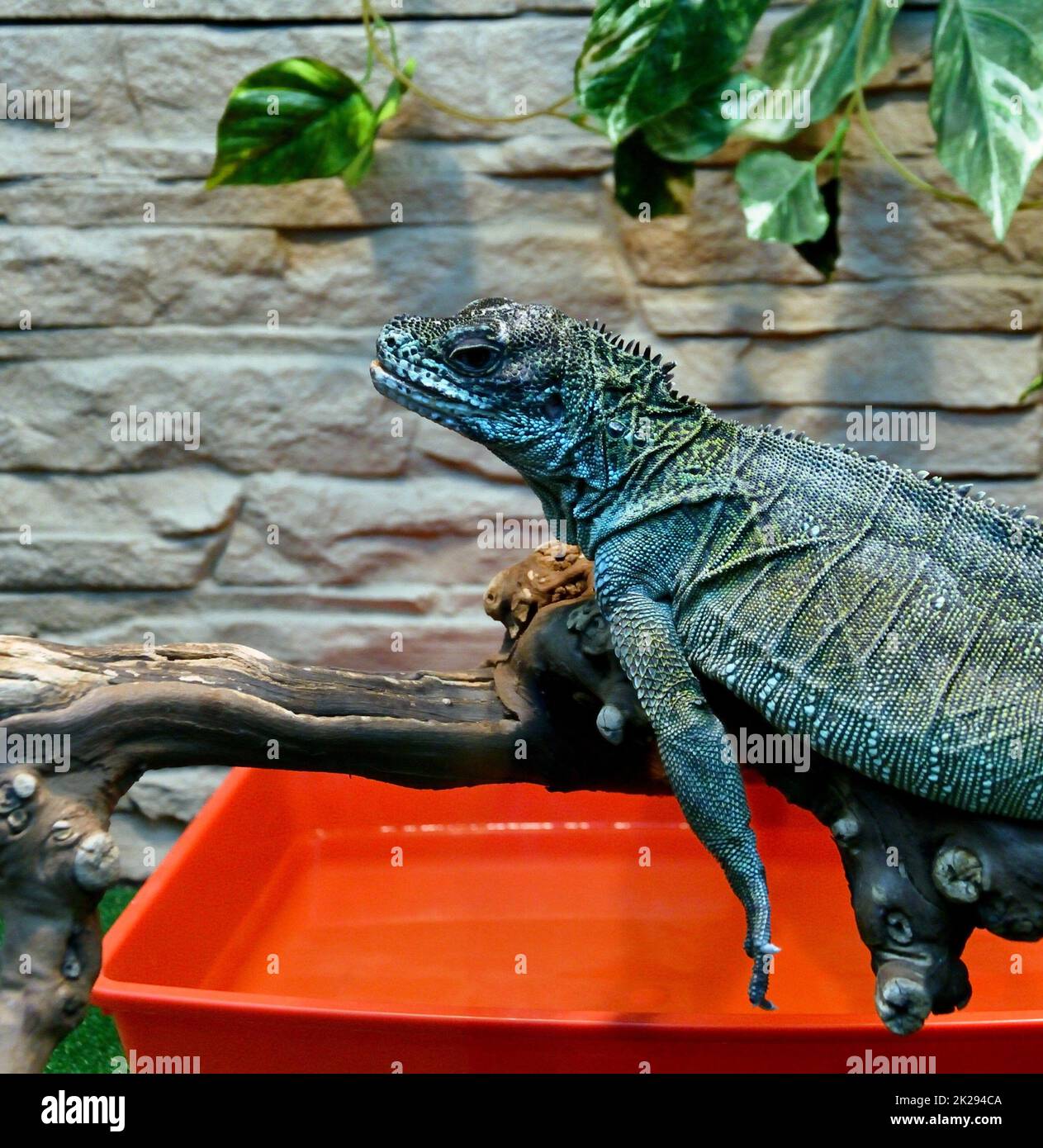 The sail lizard (Latin. Hydrosaurus) is a genus of lizards from the ...