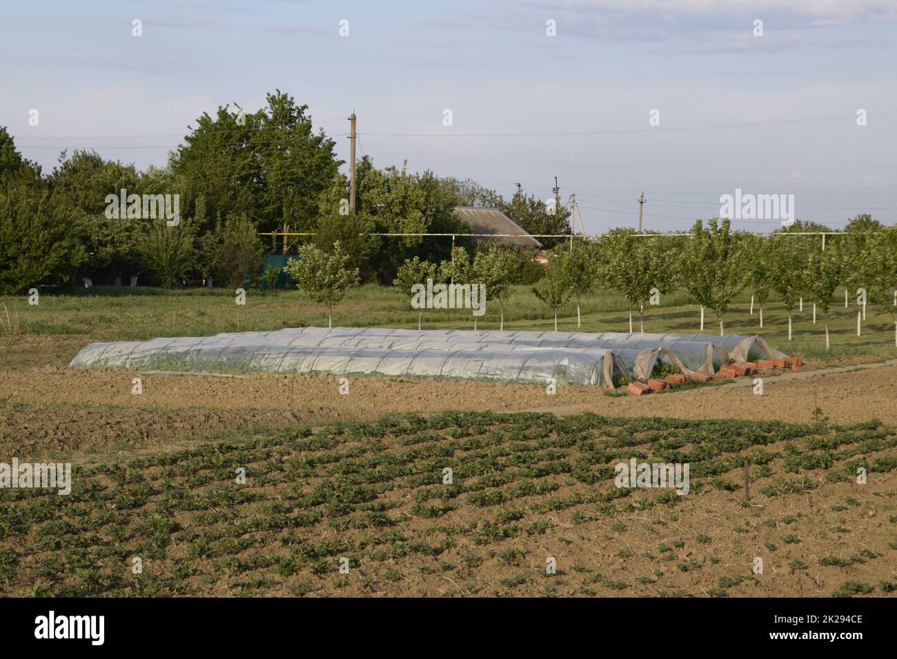 Greenhouses made of polymer film. Early spring in the garden ...