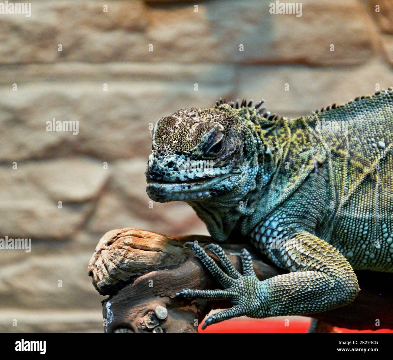 The sail lizard (Latin. Hydrosaurus) is a genus of lizards from the ...