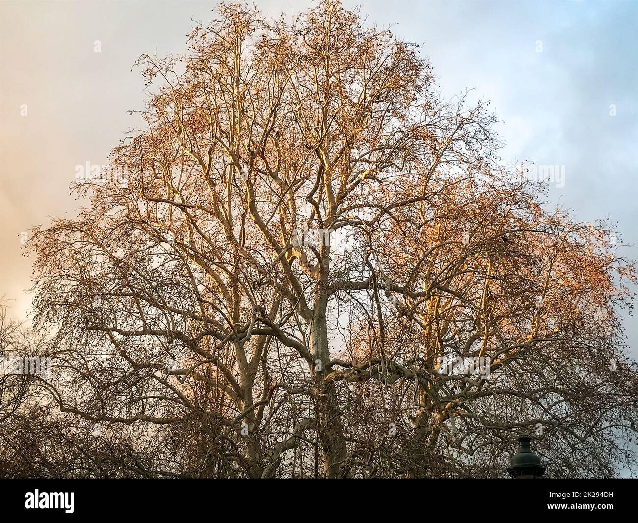 Winter summer tree hi-res stock photography and images - Alamy