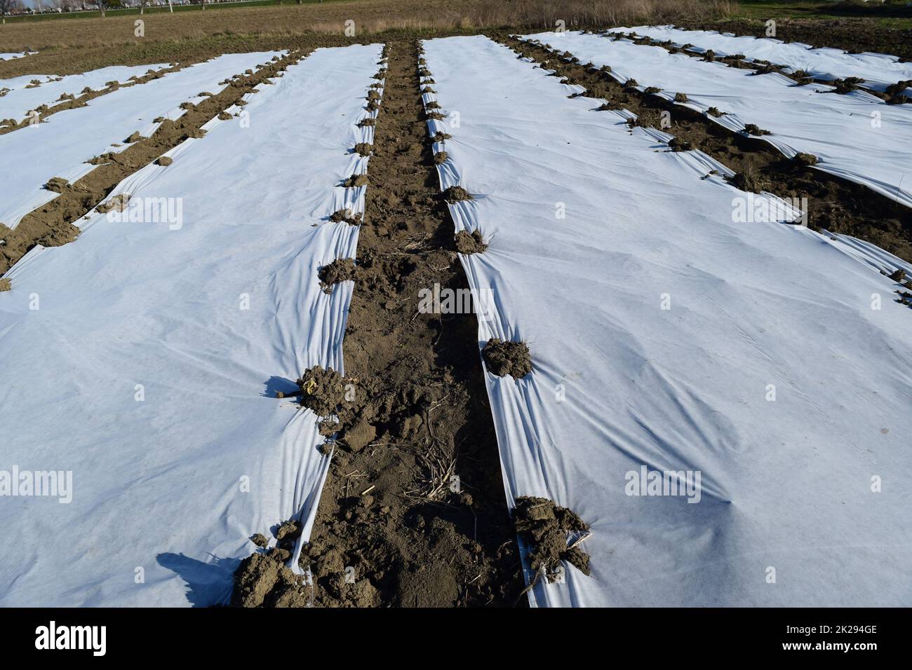 Greenhouses made of polymer film. Early spring in the garden ...