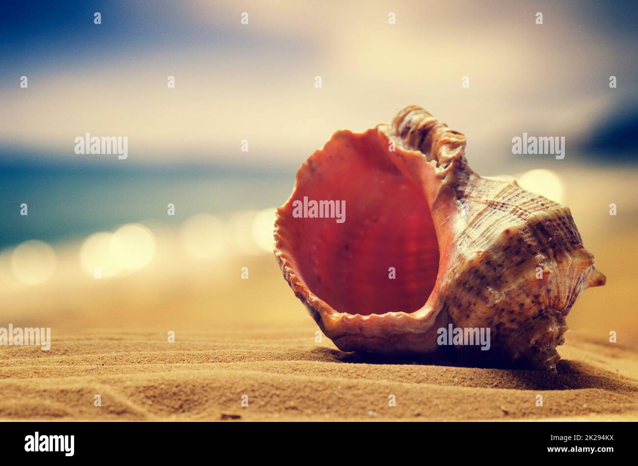 .Seashell in the sand Stock Photo - Alamy
