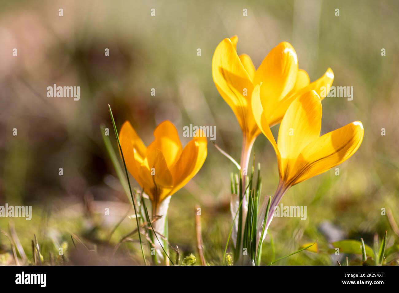 Filigree yellow crocus flower blossoms in green grass are pollinated by ...