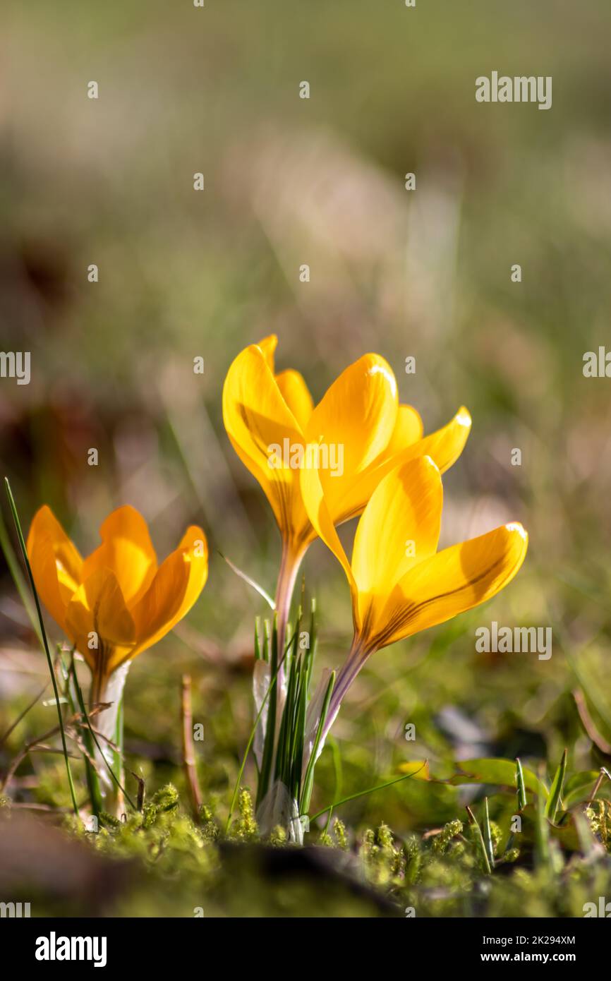 Filigree yellow crocus flower blossoms in green grass are pollinated by ...