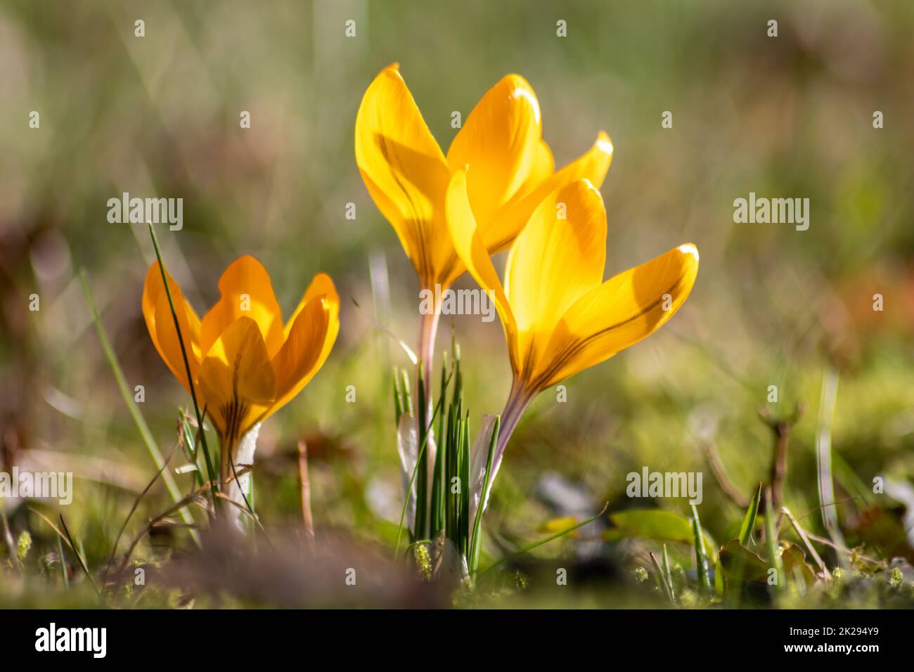 Filigree yellow crocus flower blossoms in green grass are pollinated by ...