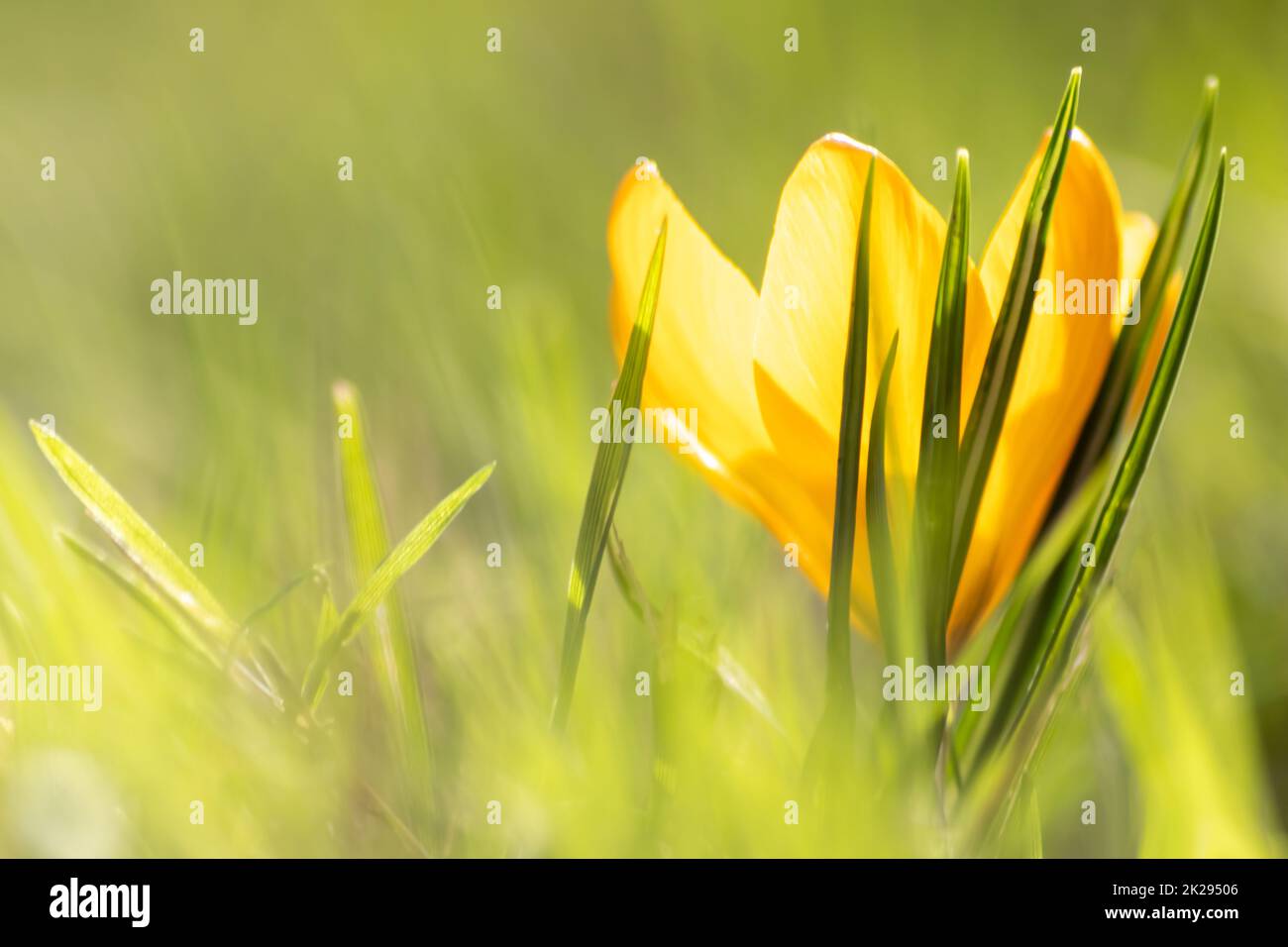 Filigree yellow crocus flower blossoms in green grass are pollinated by ...