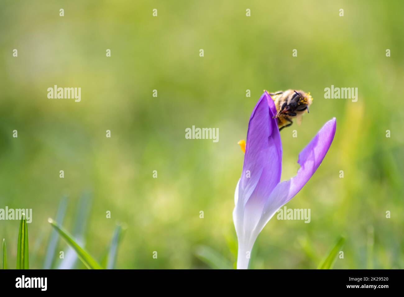 Flora flying insect hi-res stock photography and images - Alamy