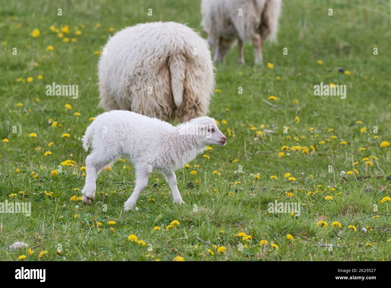 Skudden ram hi-res stock photography and images - Alamy