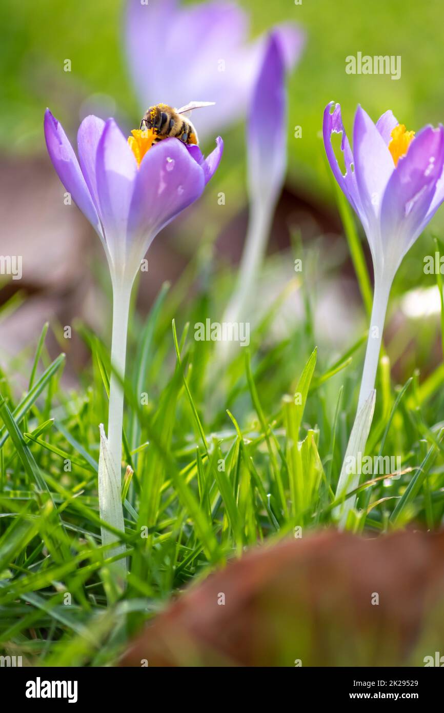 Filigree pink crocus flower blossoms in green grass are pollinated by ...