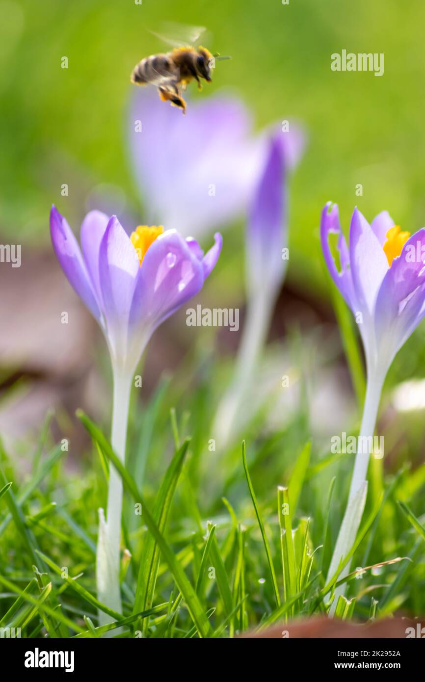 Insect pollinated flowers hi-res stock photography and images - Alamy