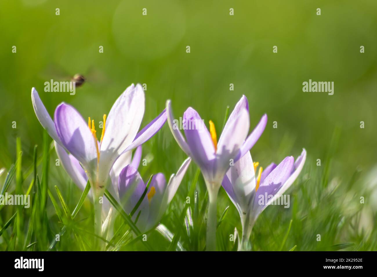 Filigree pink crocus flower blossoms in green grass are pollinated by ...