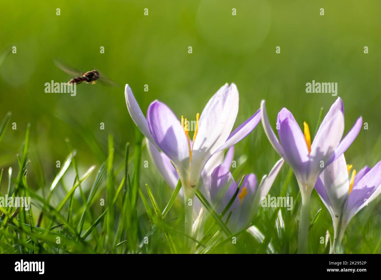 Filigree pink crocus flower blossoms in green grass are pollinated by ...