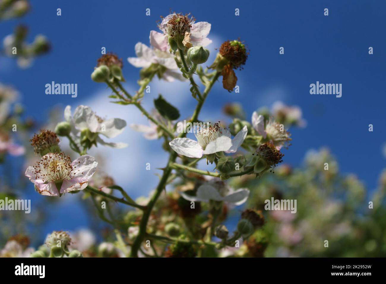 blackberry bush with many blossoms Stock Photo - Alamy