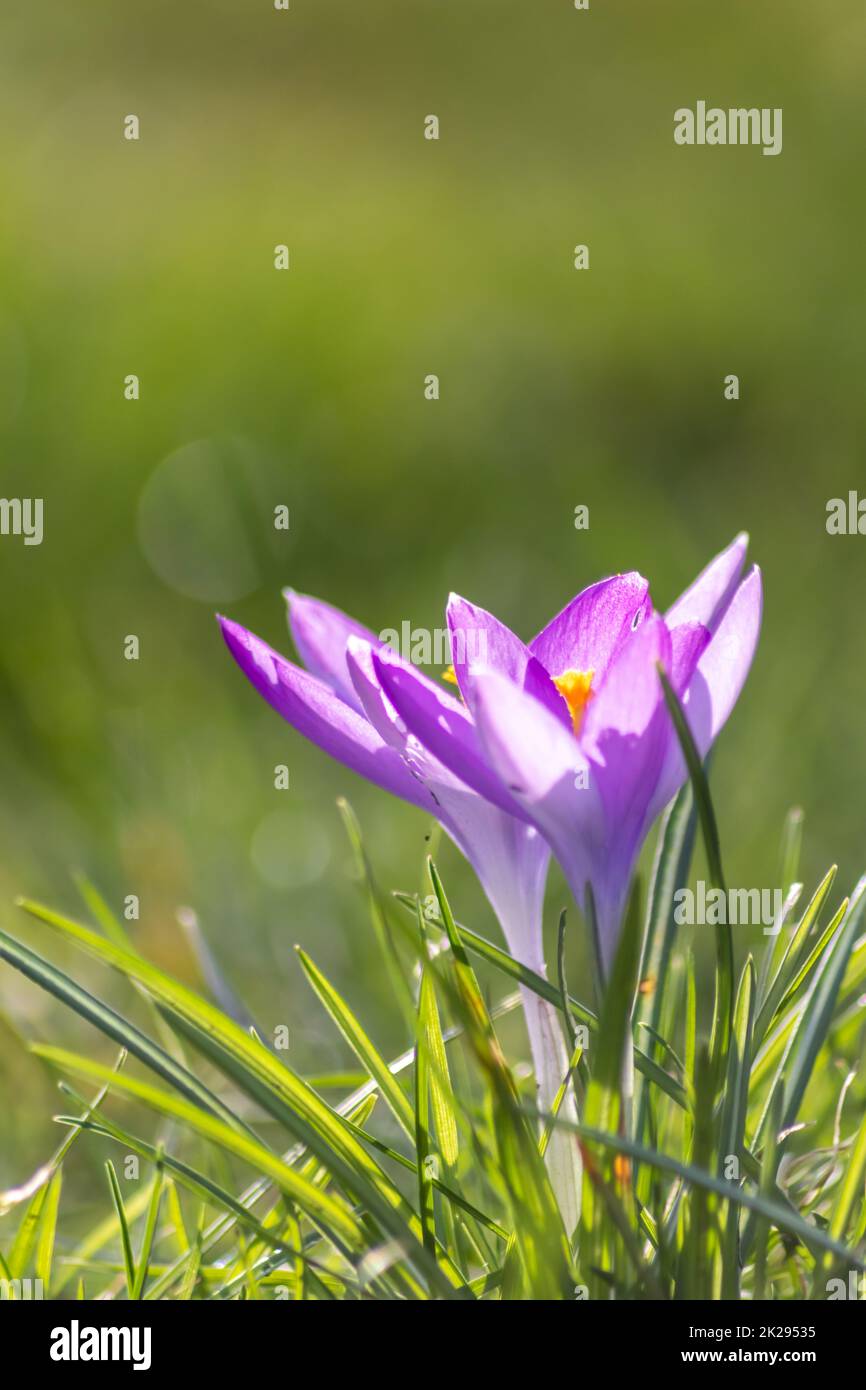 Filigree pink crocus flower blossoms in green grass are pollinated by ...
