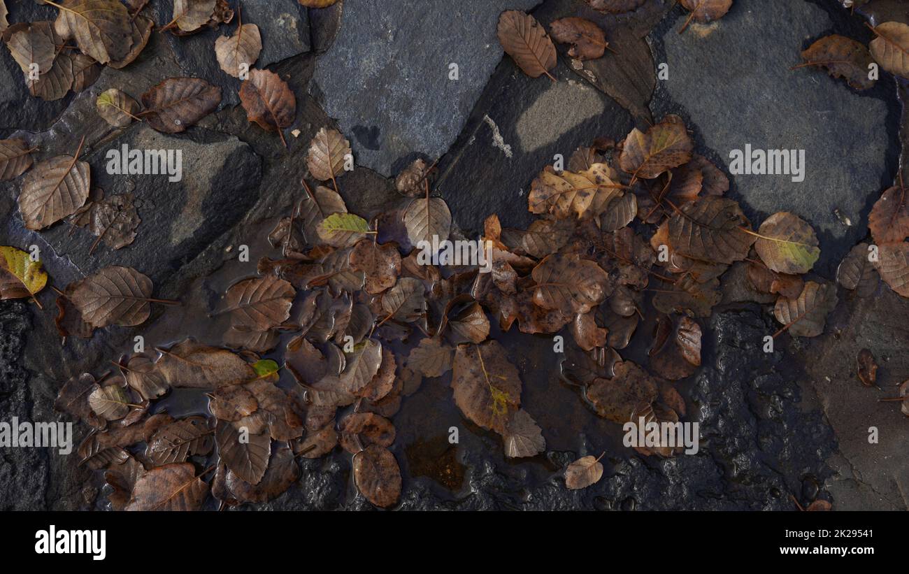 Fallen leaves on stones and in puddles of water. Close-up shooting ...