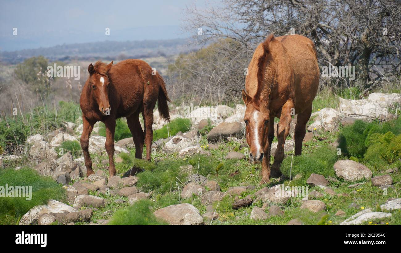 Foal on grass hi-res stock photography and images - Alamy