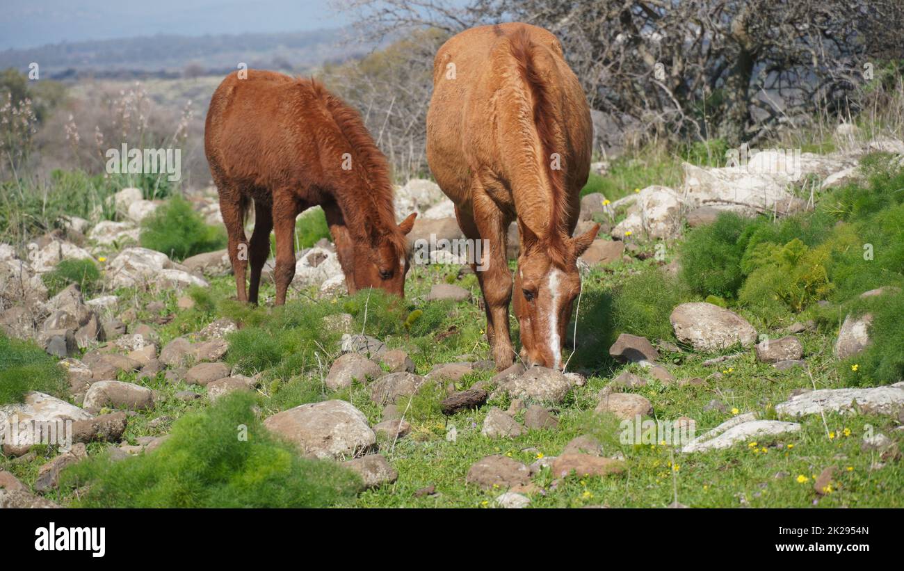 Horses with a foal grazing on the grass, Israel Stock Photo - Alamy