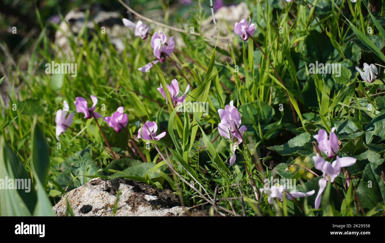 Cyclamen persicum grows in a forest in Israel Stock Photo - Alamy
