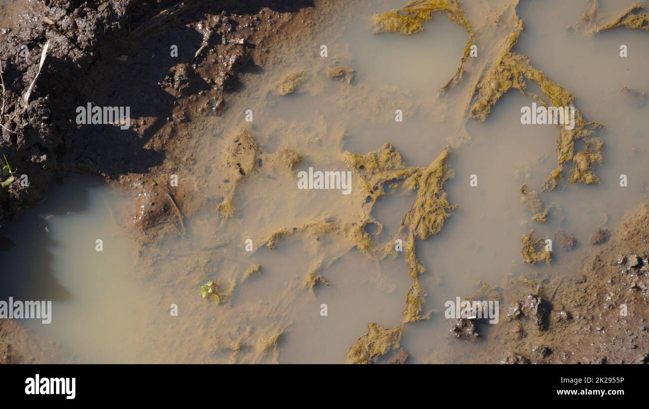 A way in the mud and puddles on the dirty road. Mud puddles after rain, dirty ground Stock Photo ...