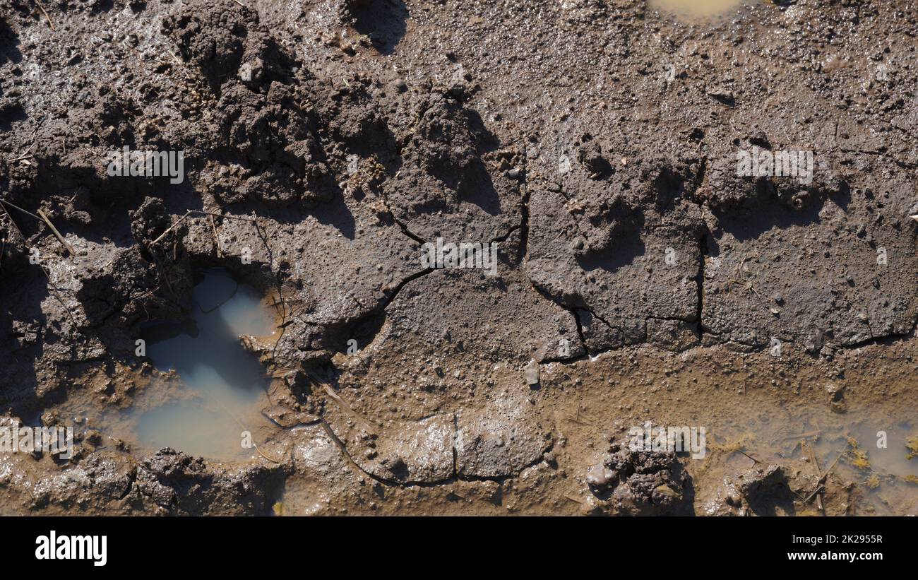 A way in the mud and puddles on the dirty road. Mud puddles after rain, dirty ground Stock Photo ...