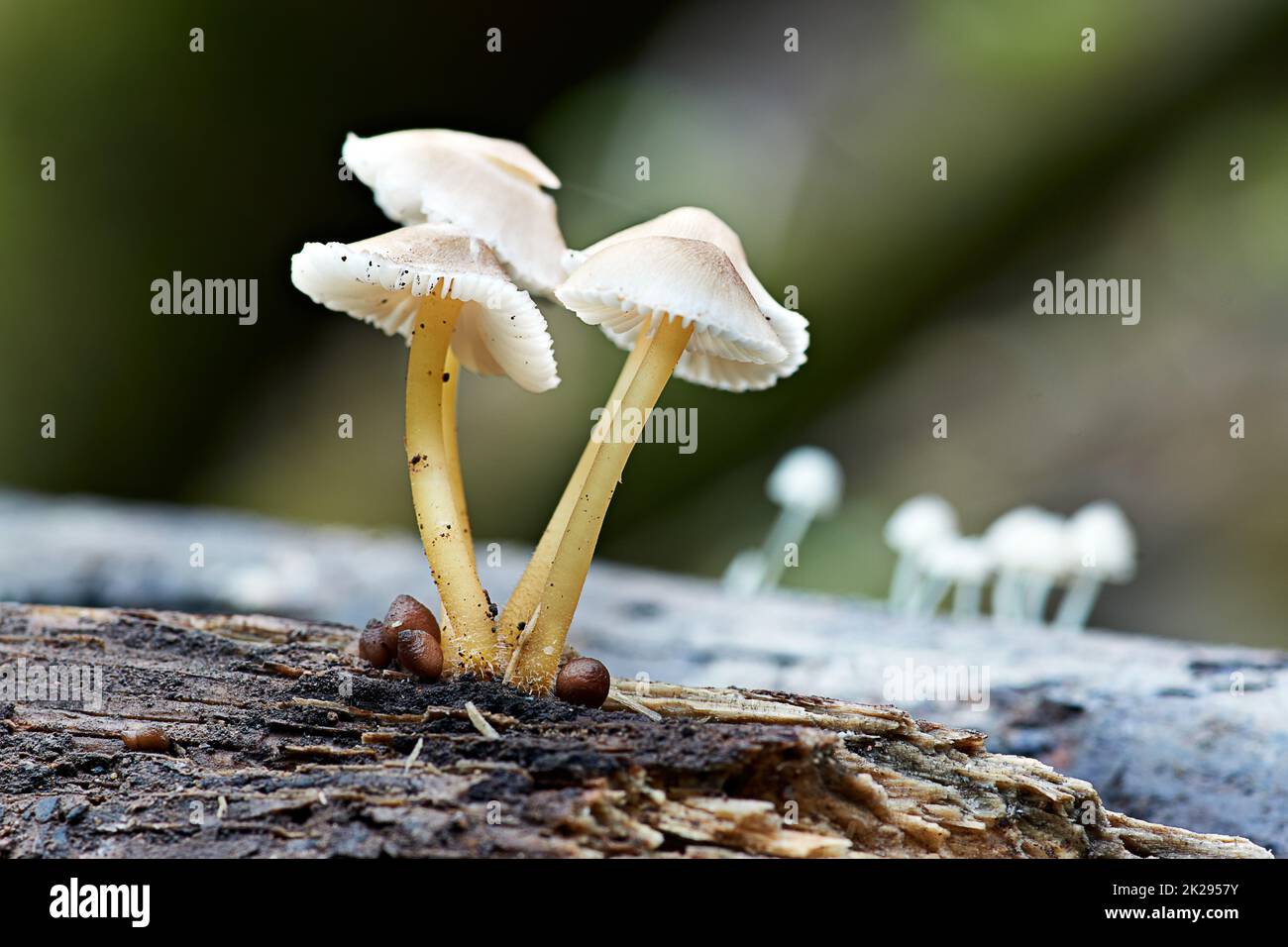 Mushroom macro photography Stock Photo - Alamy