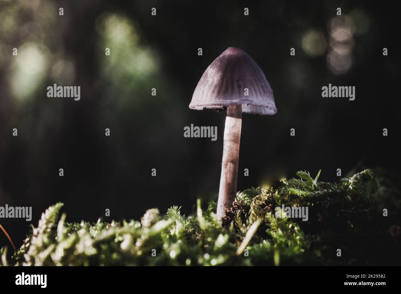 Mushroom macro photography Stock Photo - Alamy