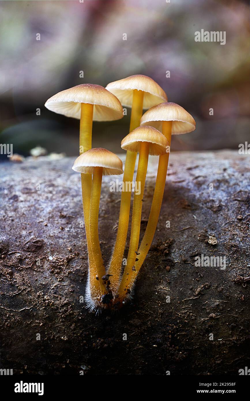 Mushroom macro photography Stock Photo - Alamy
