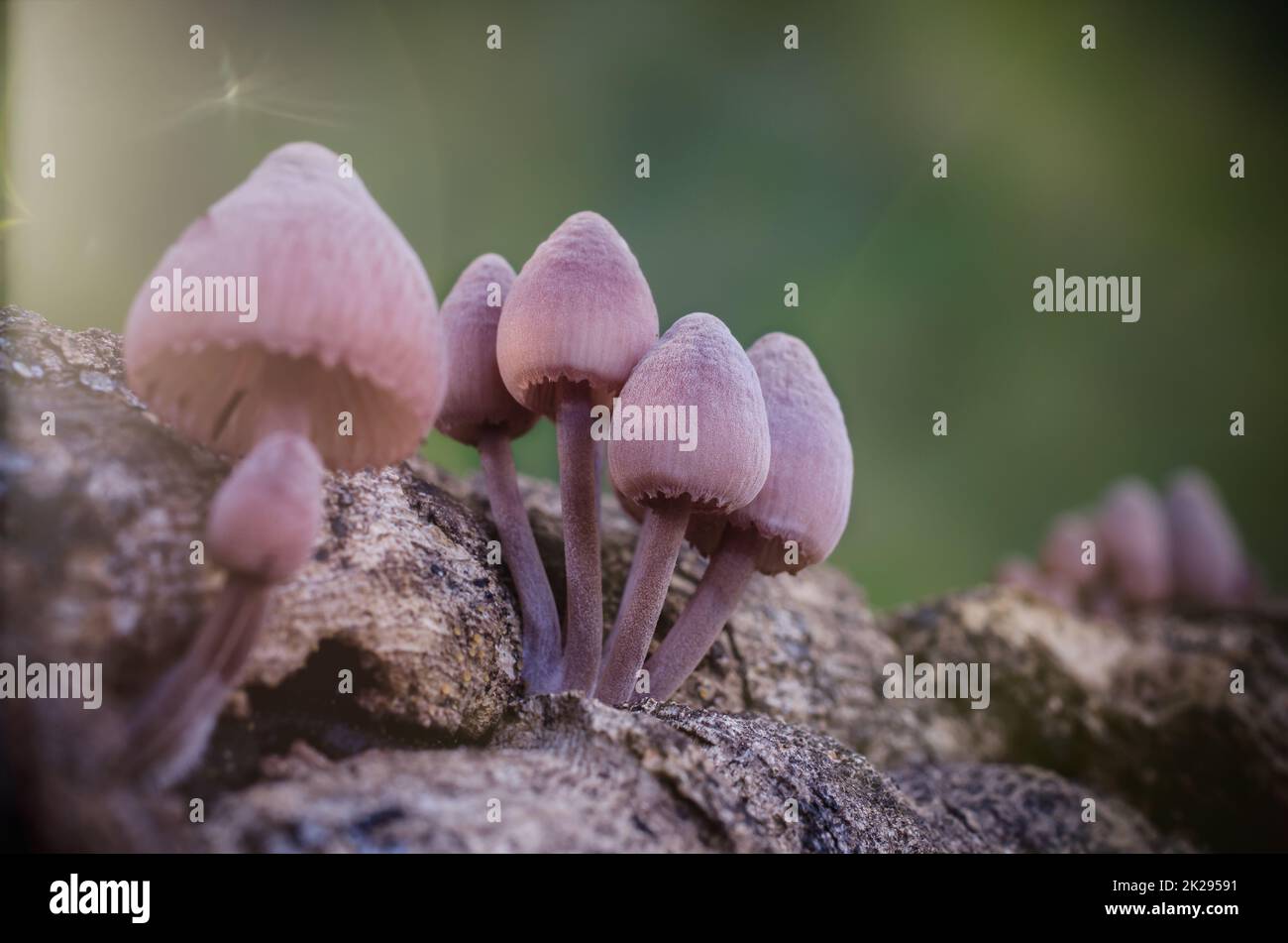 Mushroom macro photography Stock Photo - Alamy