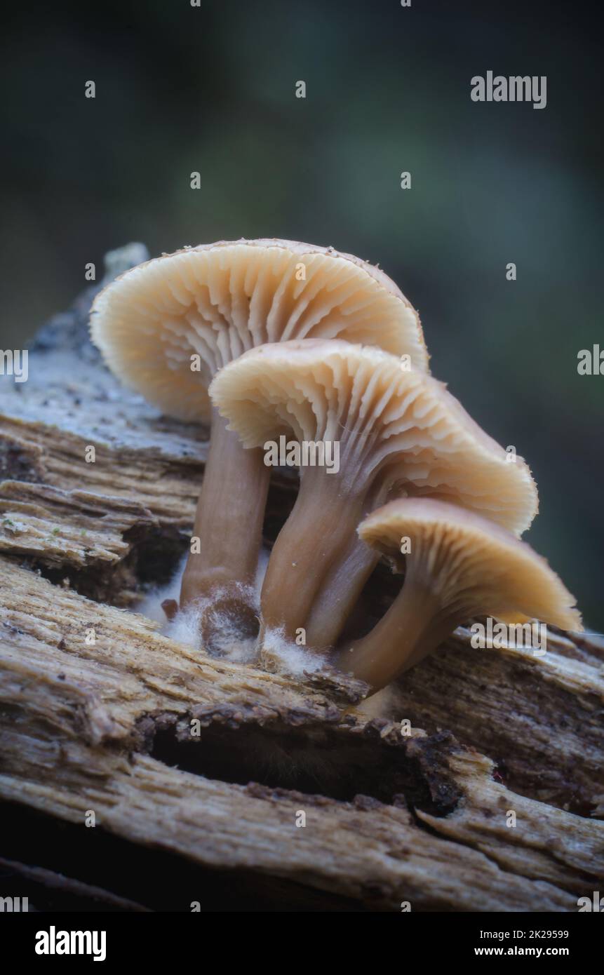 Mushroom macro photography Stock Photo - Alamy
