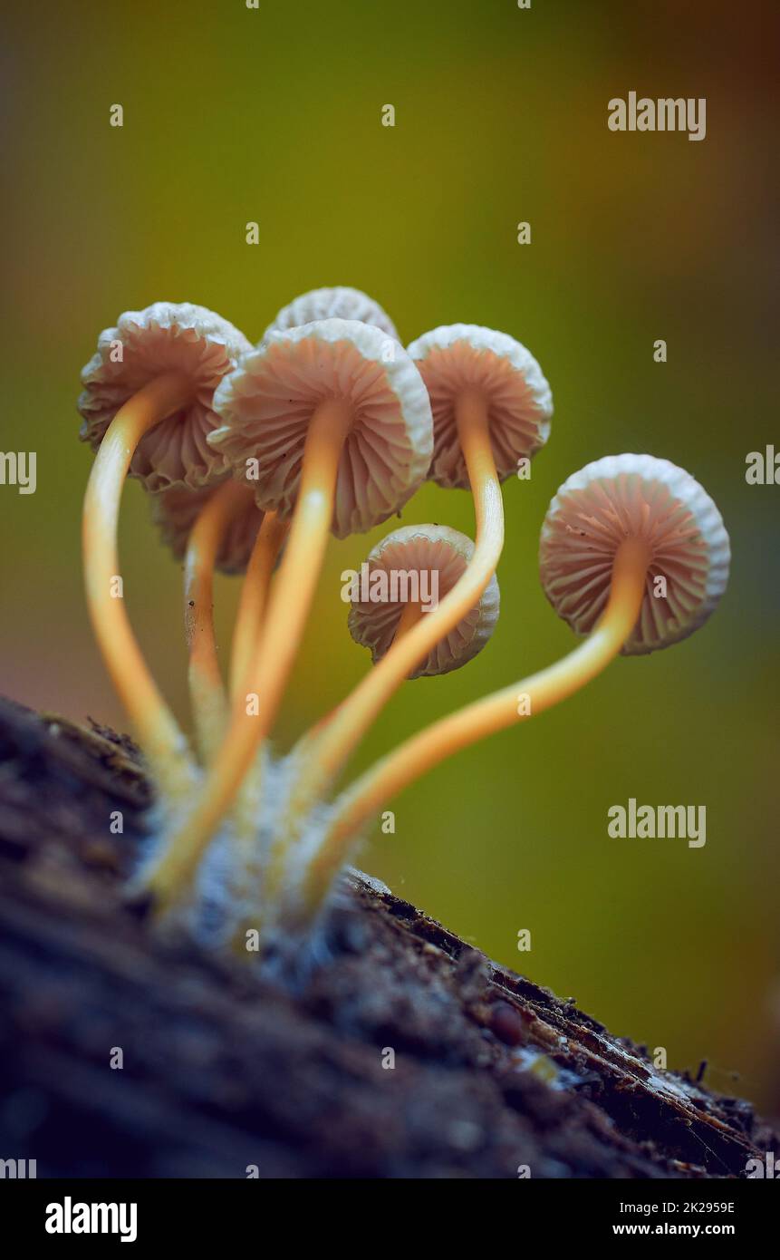 Mushroom macro photography Stock Photo - Alamy
