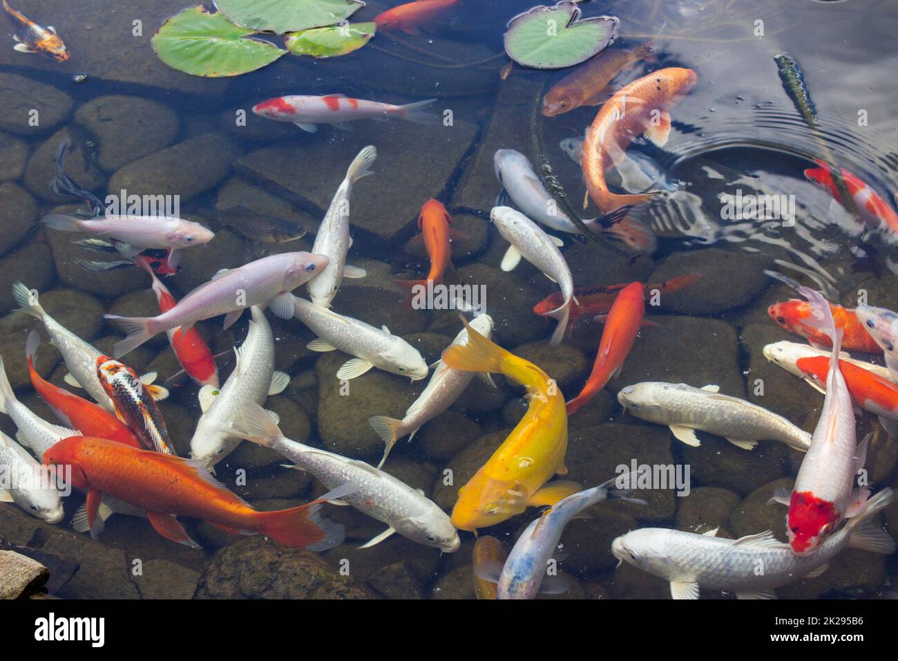 Koi Carp Fish swims among water lily in the water Stock Photo - Alamy