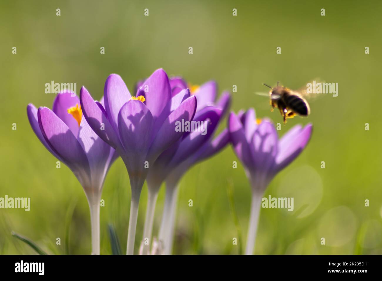 Filigree pink crocus flower blossoms in green grass are pollinated by ...