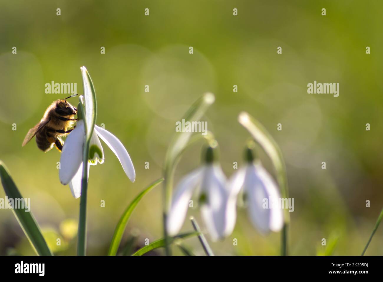 Bee macro collects pollen on hi-res stock photography and images - Alamy