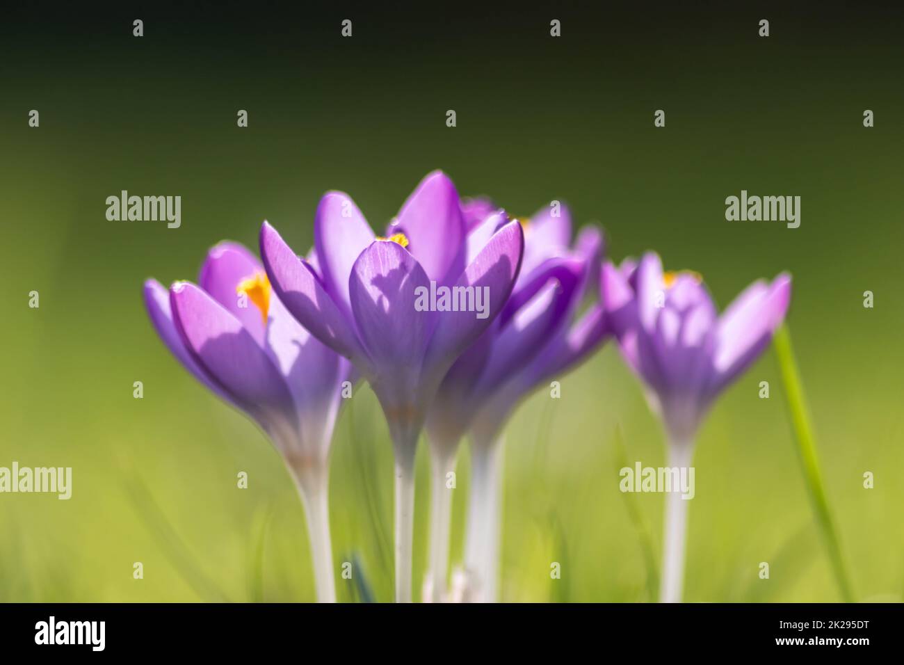 Filigree pink crocus flower blossoms in green grass are pollinated by ...