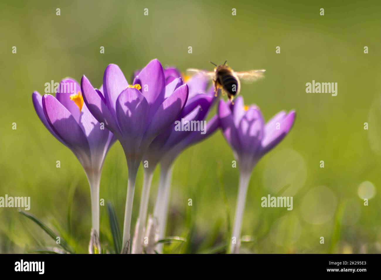 Filigree pink crocus flower blossoms in green grass are pollinated by ...