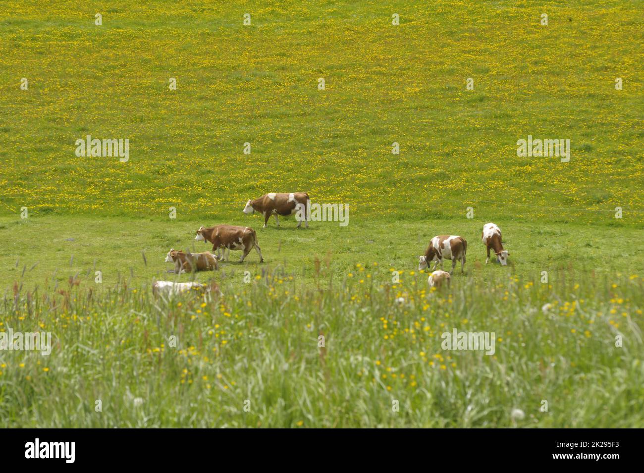 Alpine production hi-res stock photography and images - Alamy