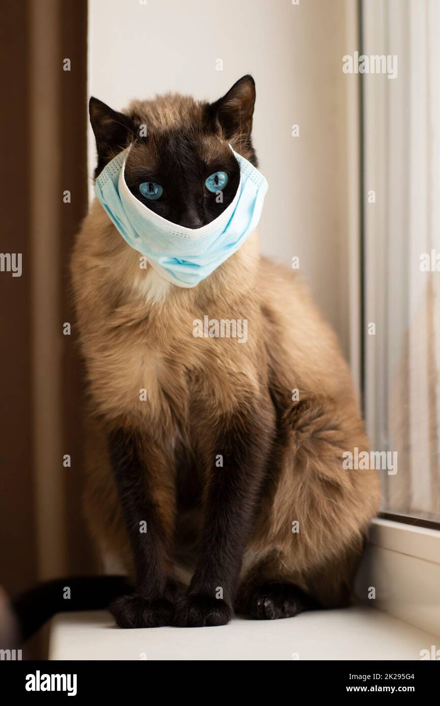Cat in protective facial mask Stock Photo - Alamy