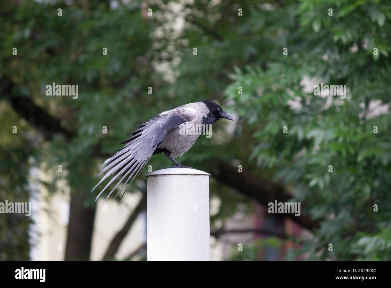 Species of bird of the crow family hi-res stock photography and images ...