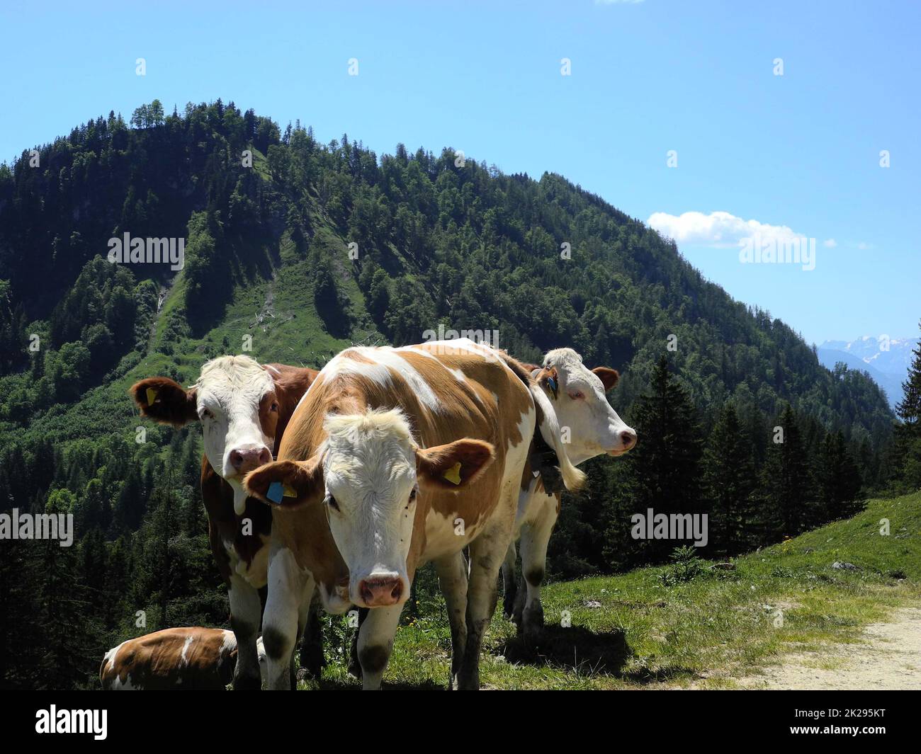 Alpine pasture area hi-res stock photography and images - Alamy